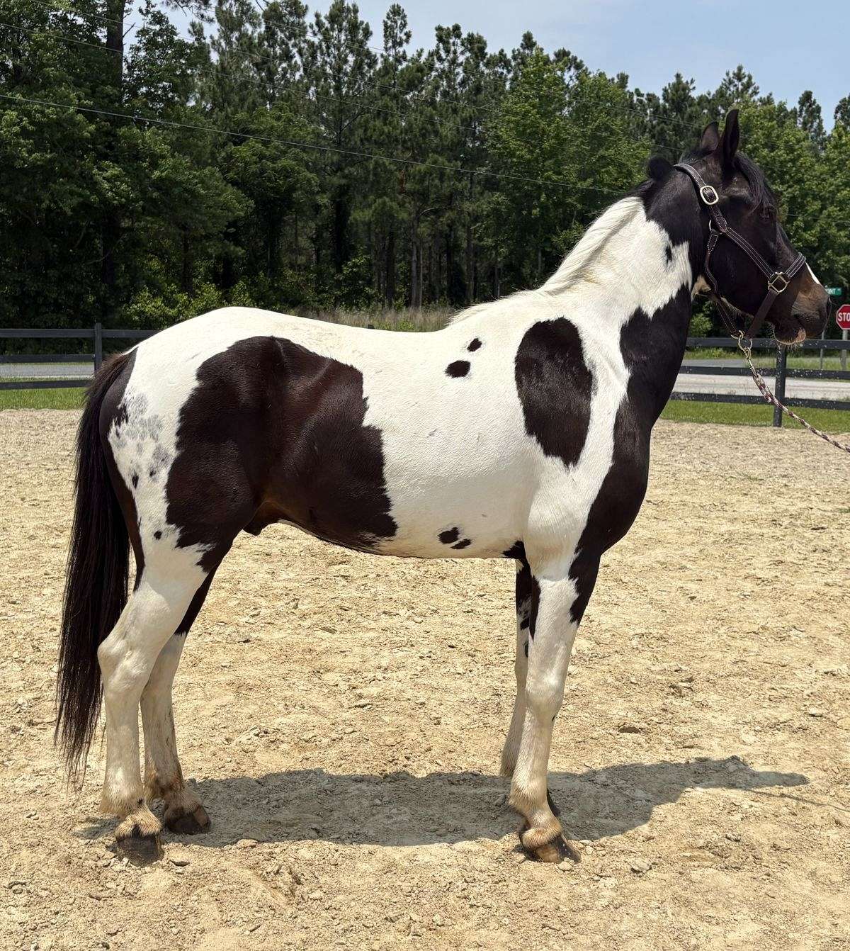 Gentle Paint Gelding