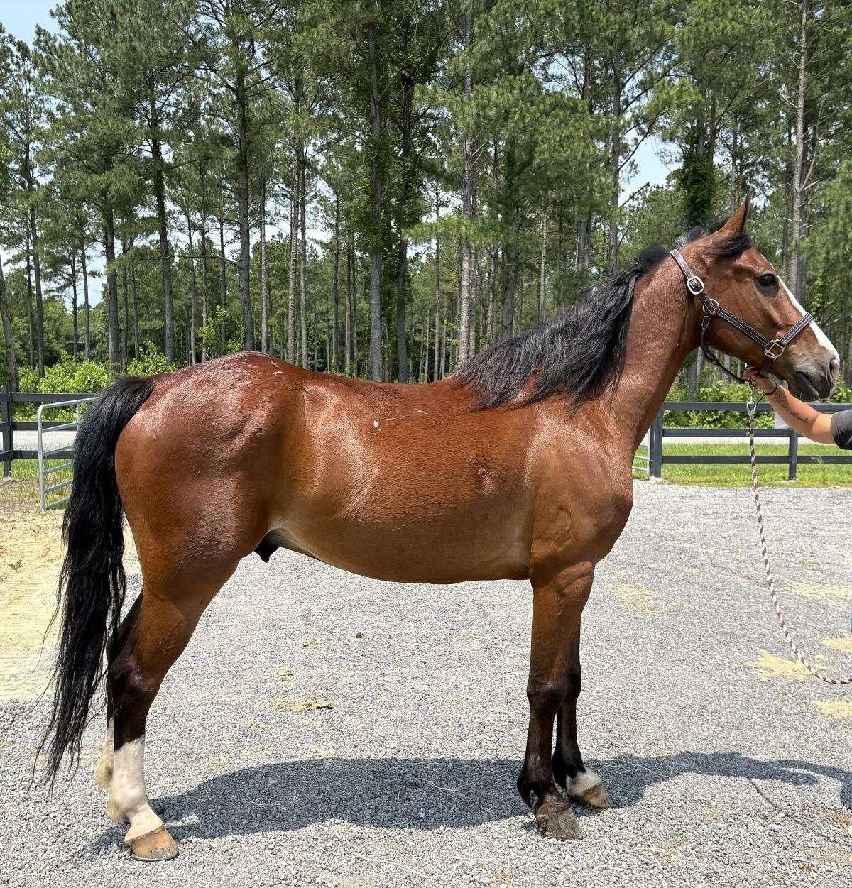 Bay Dutch Gelding
