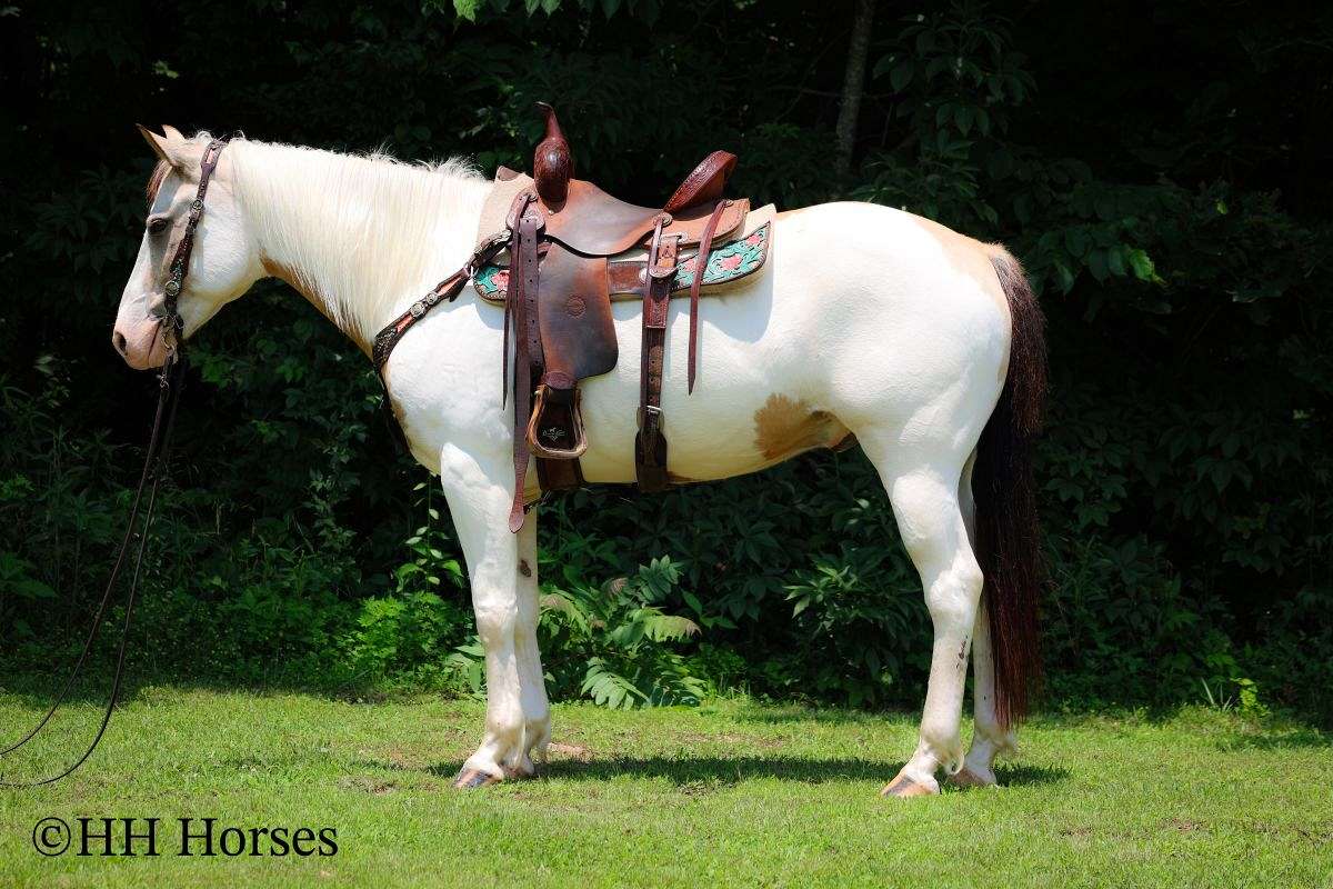 Gorgeous Flashy Buckskin & White Overo Registered APHA Gelding, Ropes