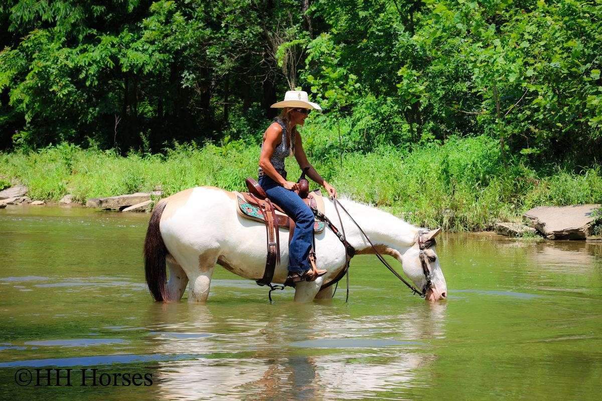 Gorgeous Flashy Buckskin & White Overo Registered APHA Gelding, Ropes