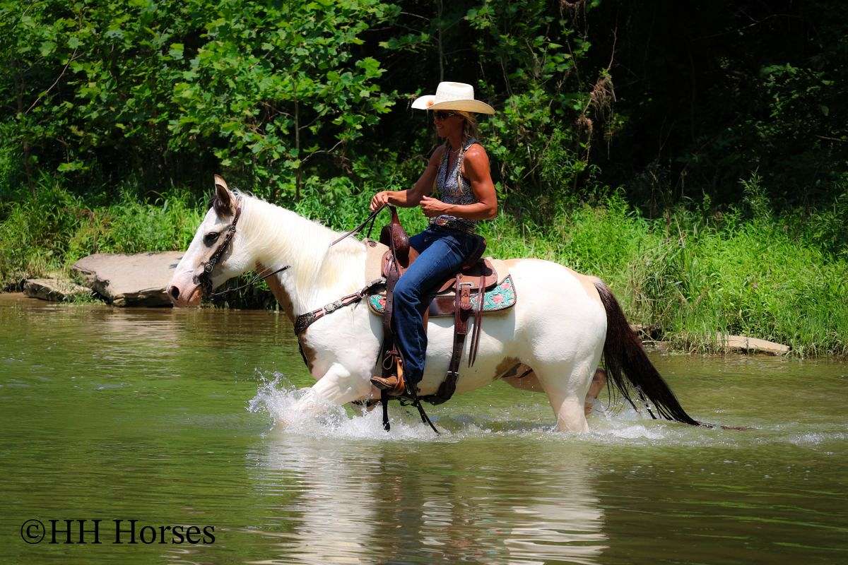 Gorgeous Flashy Buckskin & White Overo Registered APHA Gelding, Ropes