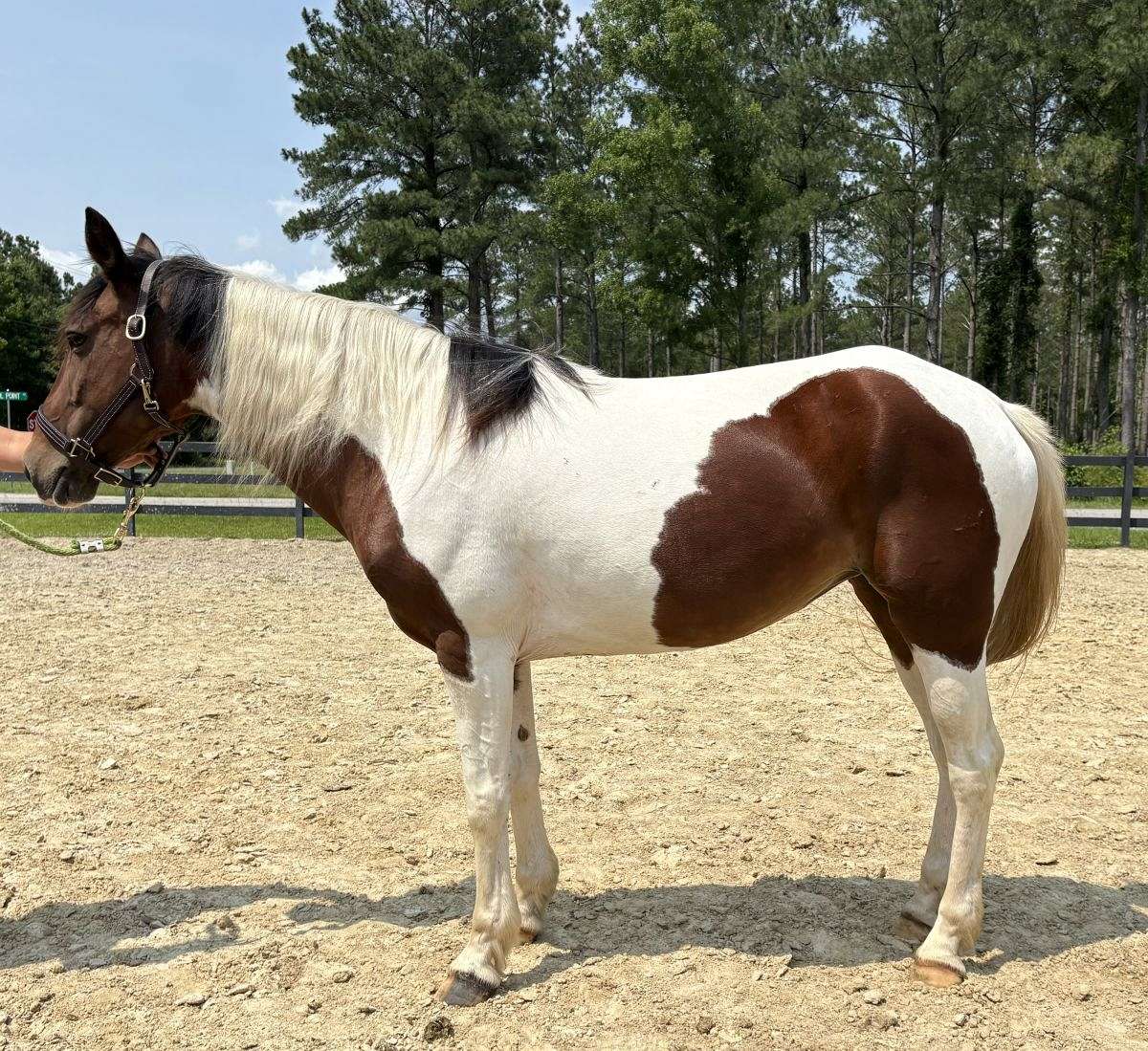 Bombproof Paint Mare