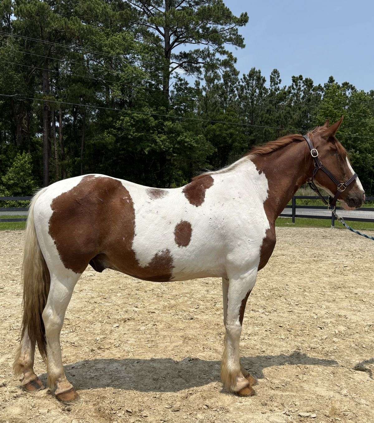 Nice Paint Gelding