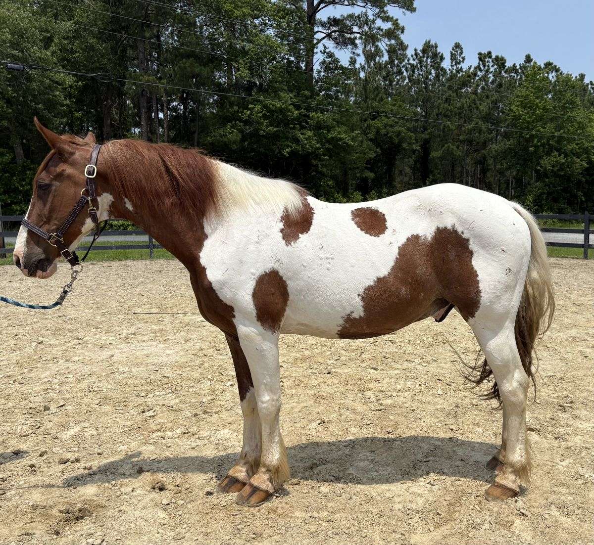 Nice Paint Gelding
