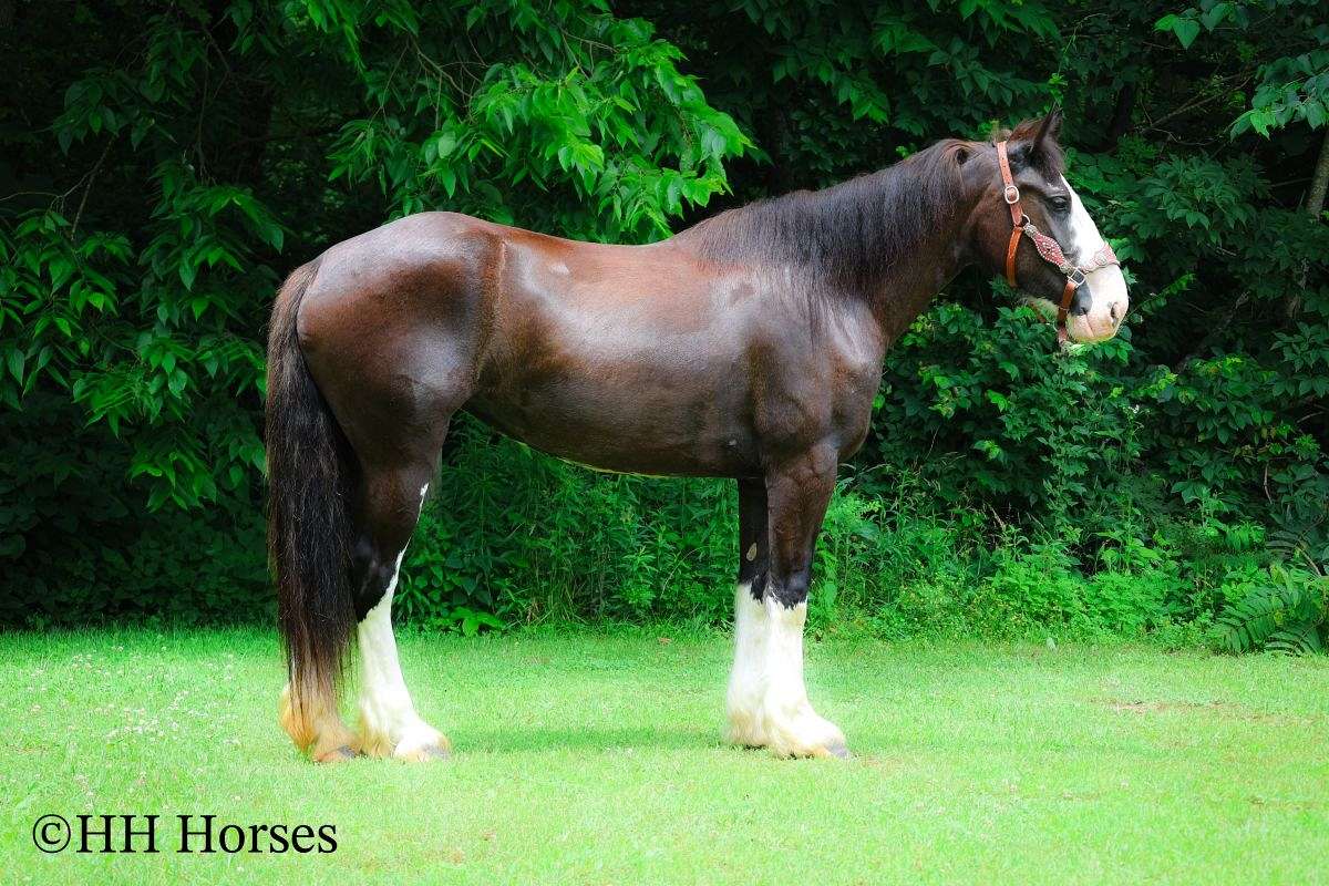 Big Pretty Black SHIRE Crosbred Mare, Check Cattle, Trails, Youth Ridden