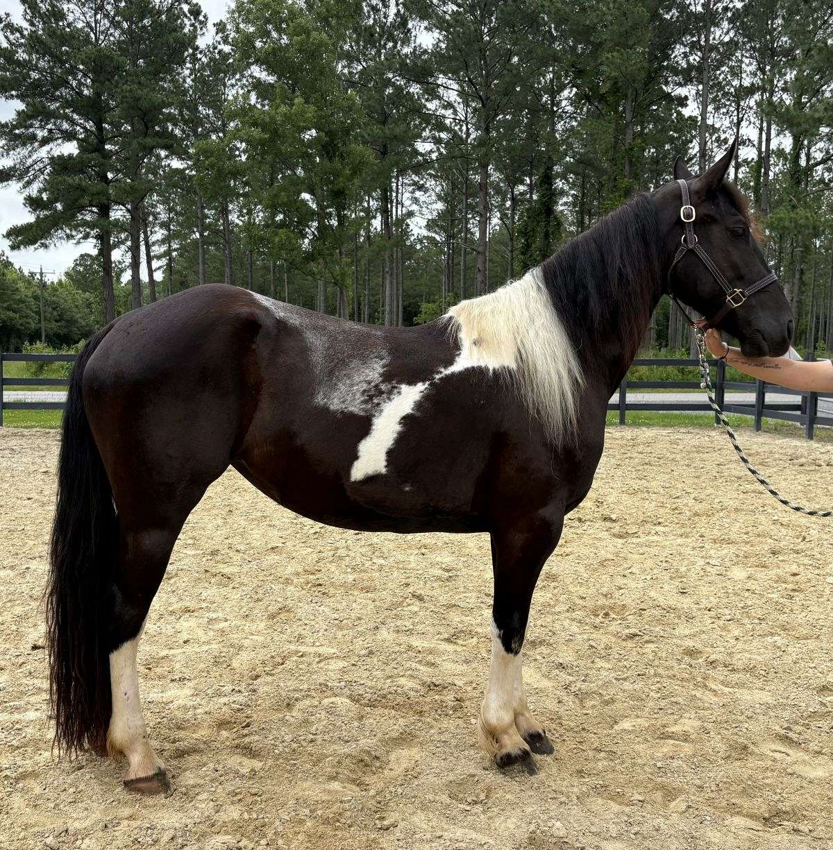 Friesian Paint Mare