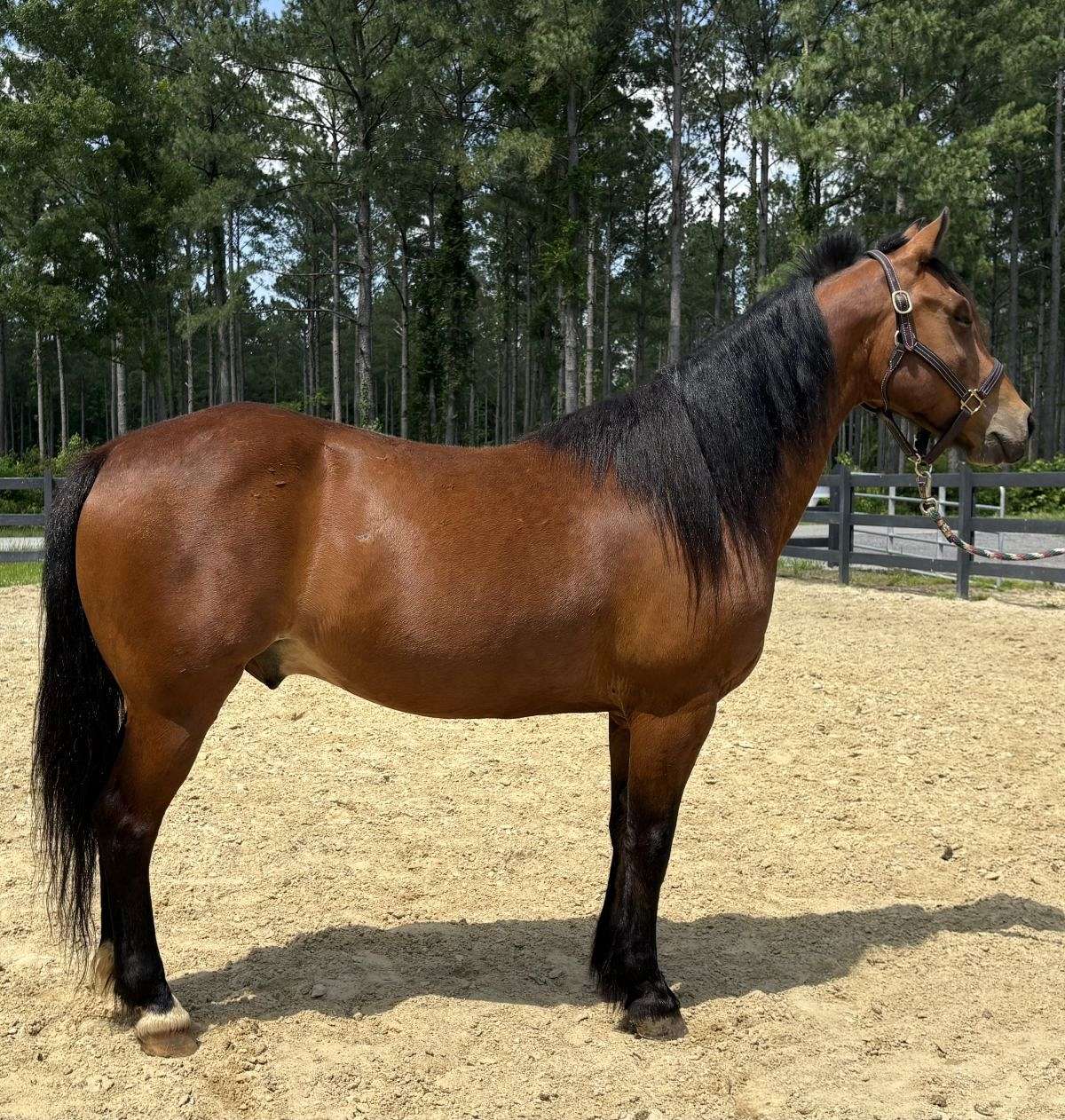 Bay Morgan Gelding