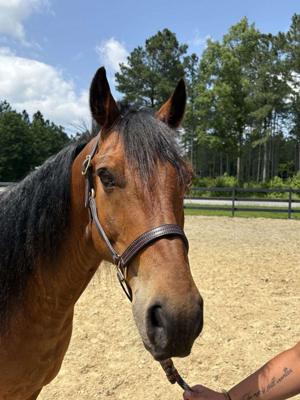 Bay Morgan Gelding