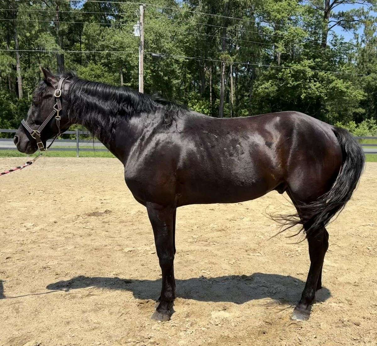 Registered Morgan Gelding