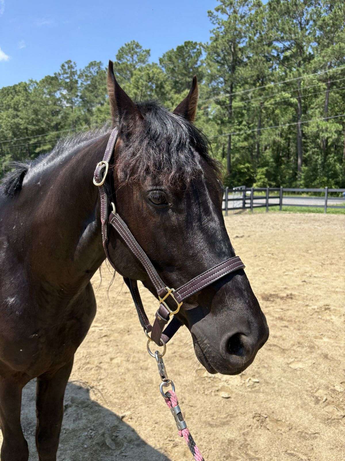Registered Morgan Gelding