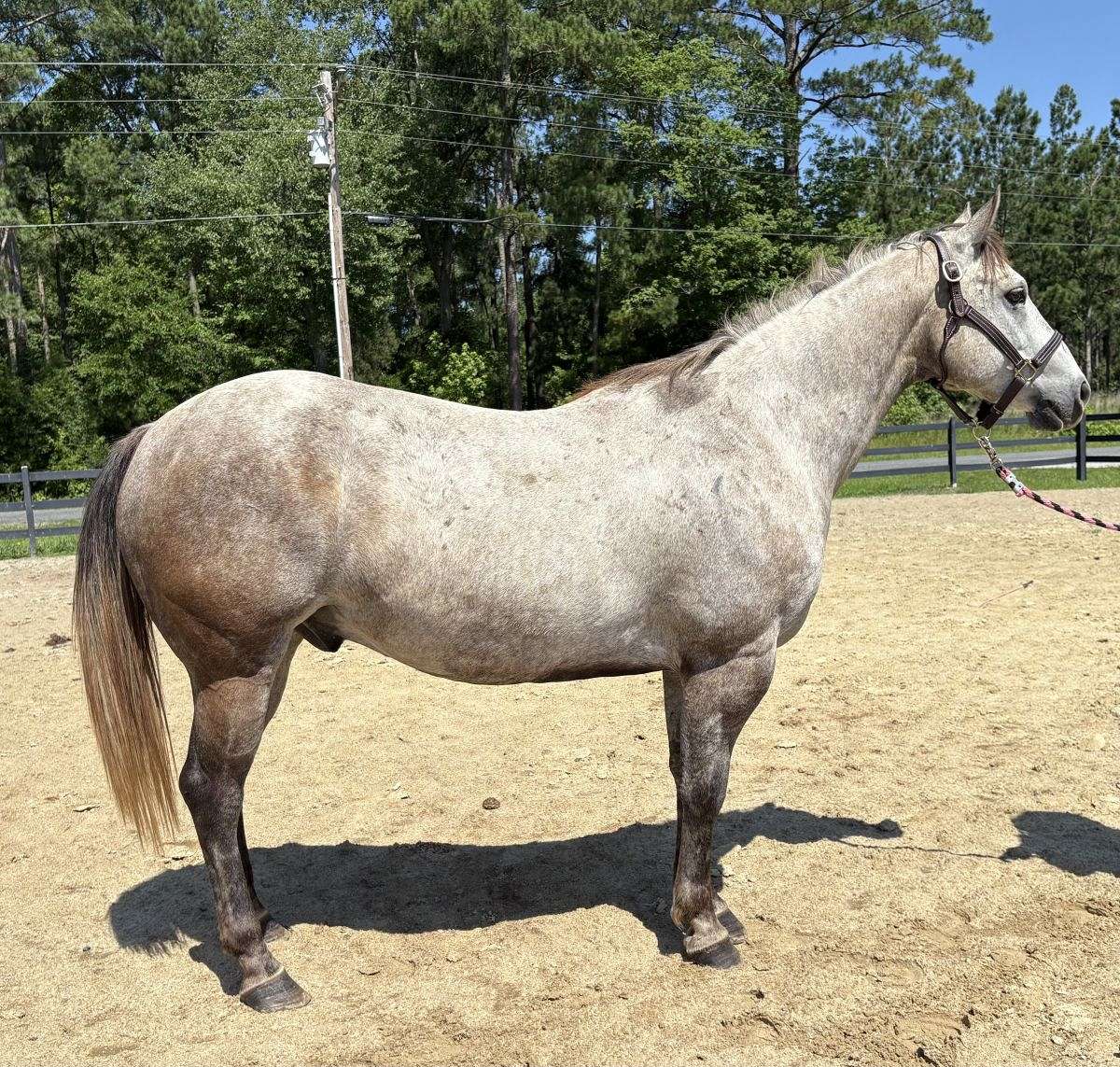 Grey QH Gelding