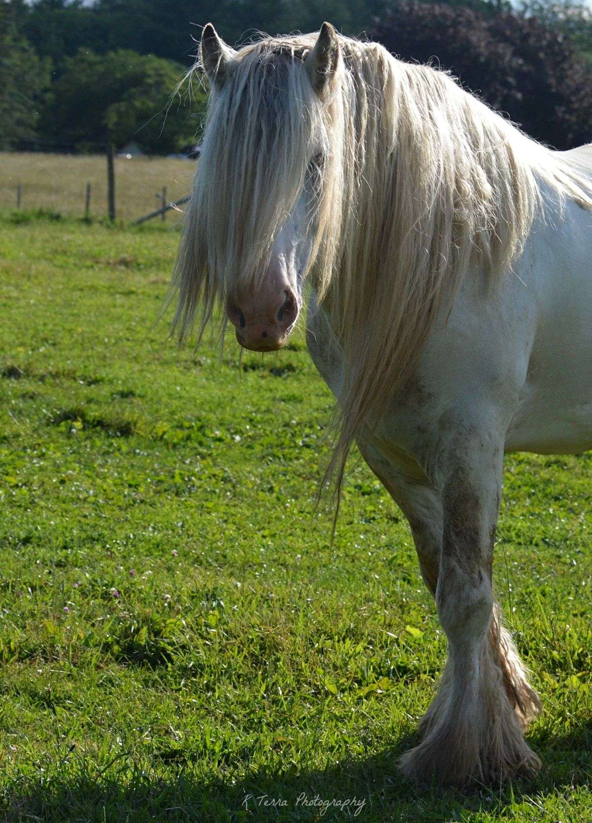 Gorgeous, Proven Silver Buckskin Stallion