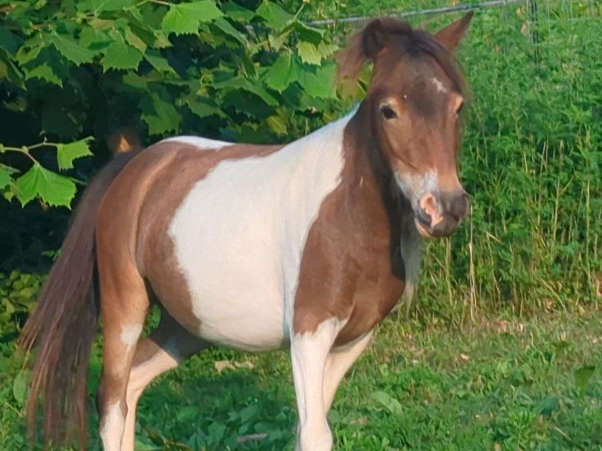 Flashy Pinto Young Mare