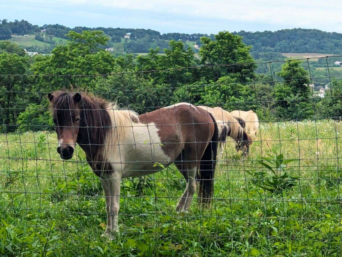 Flashy Pinto Young Mare