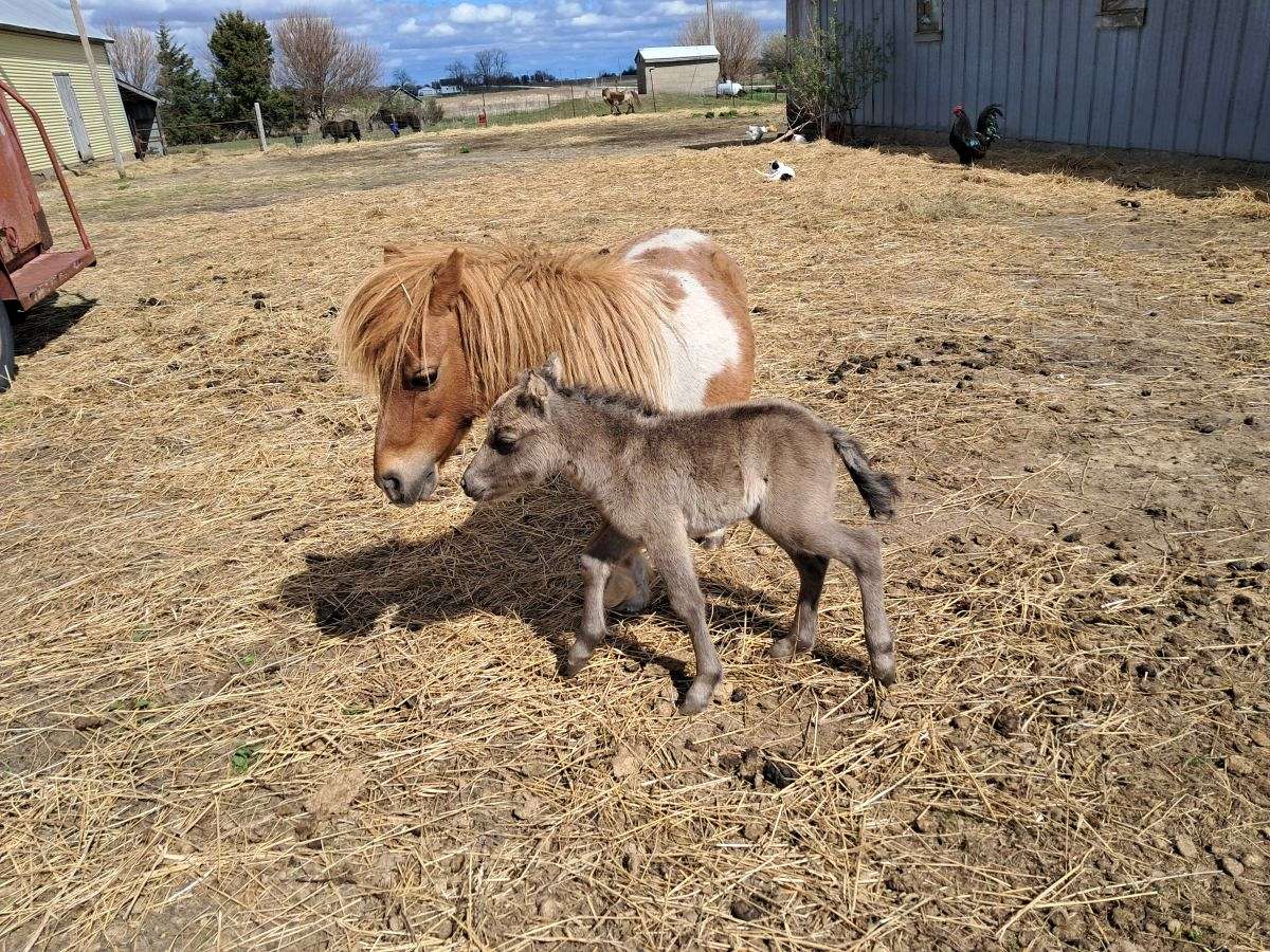 Mystery- AMHA/AMHR Filly