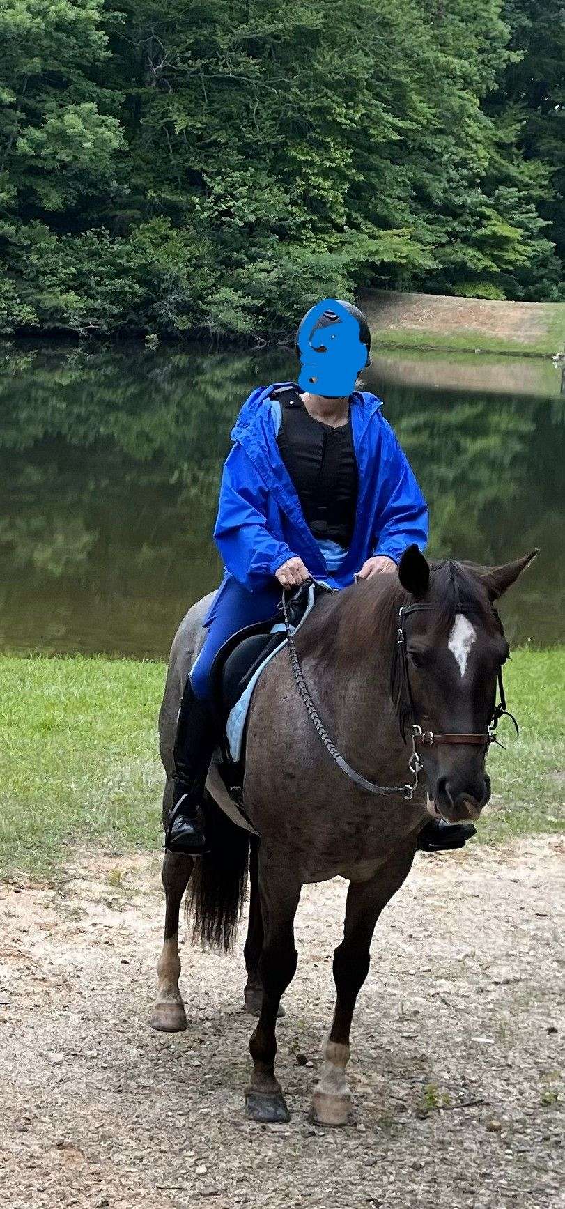 Blue Roan Trail Horse Gelding