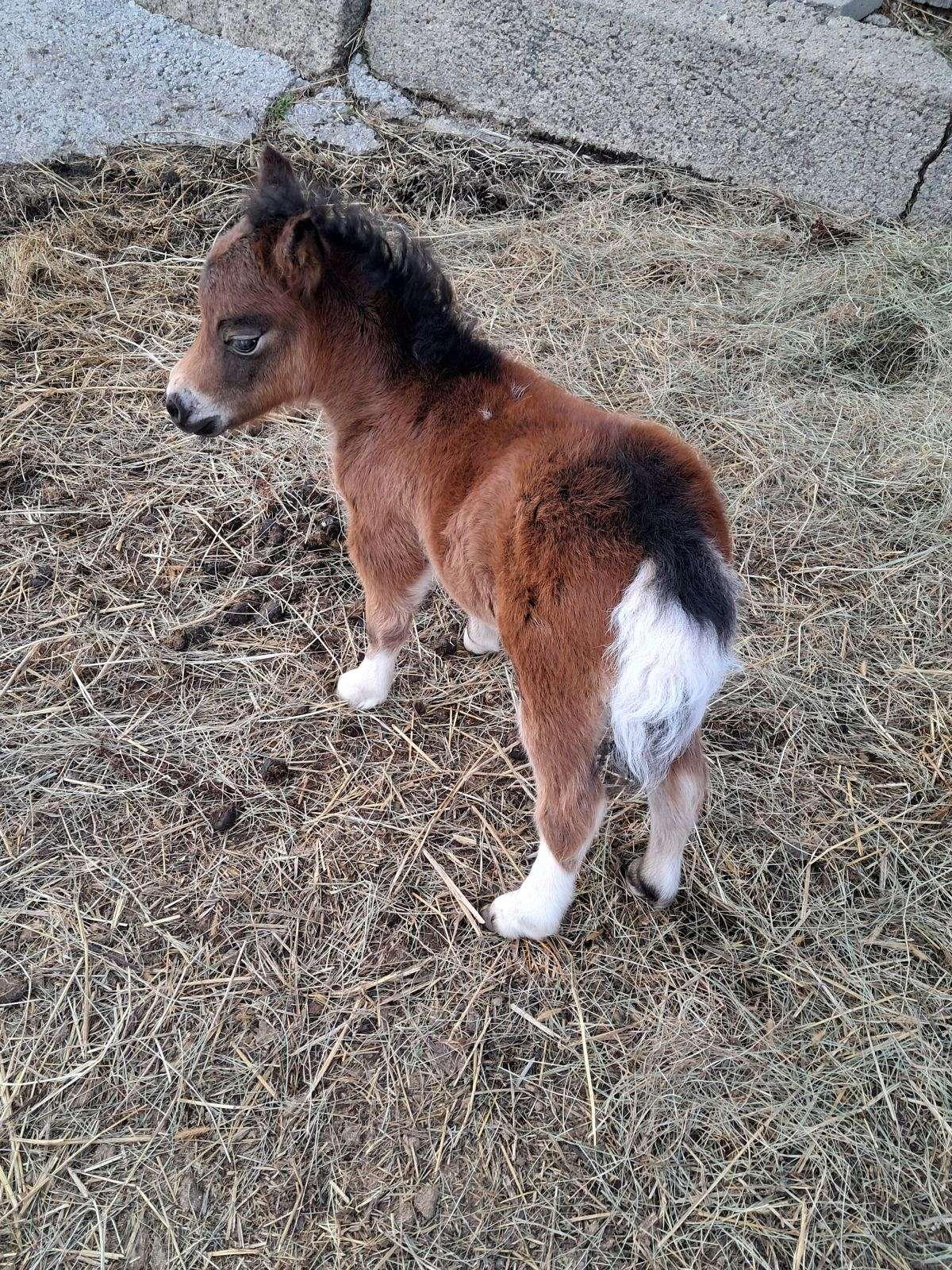 Phantom- AMHA/AMHR Filly