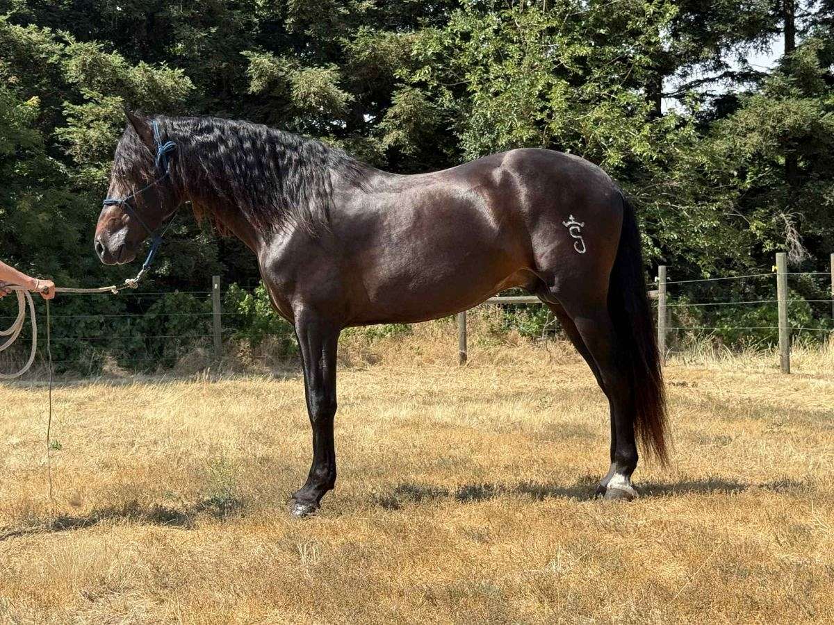Handsome PRE Stallion With Expressive Gaits for Dressage