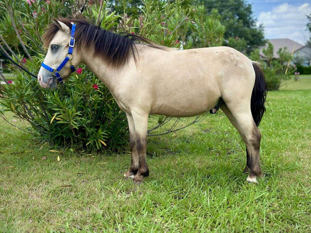 Blue Eyed Buckskin Appaloosa Mini Gelding