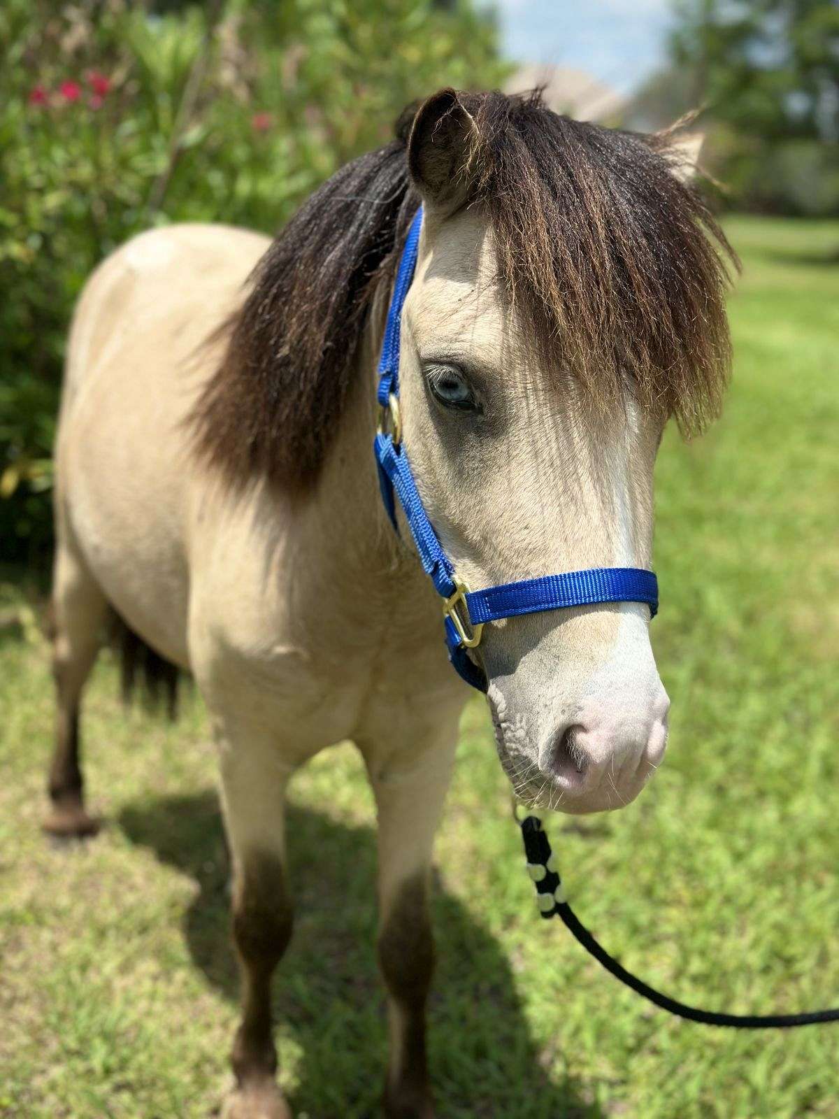 Blue Eyed Buckskin Appaloosa Mini Gelding