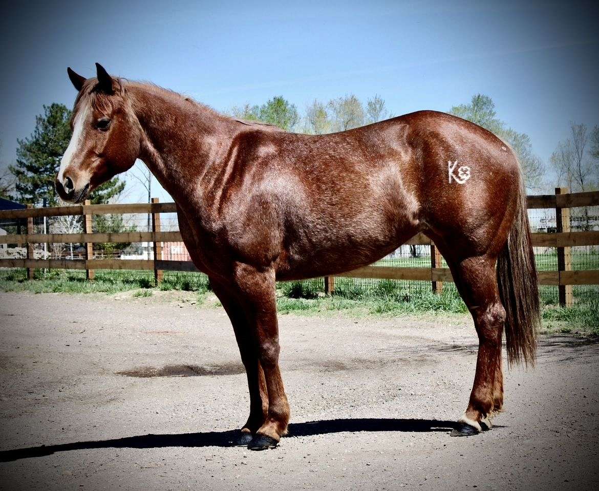 Rose is a Stunning 2018 Red Roan Quarter Horse Mare.