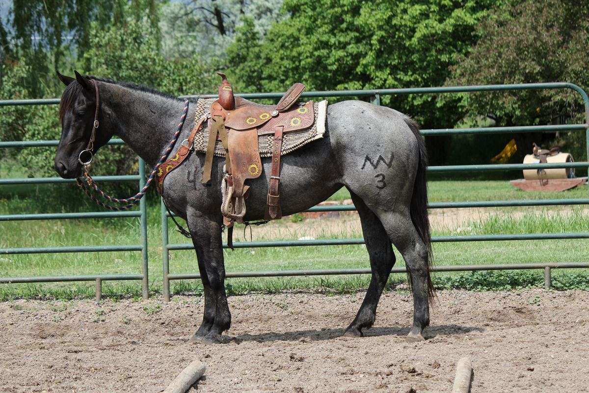 Classy is a Versatile 2023 Blue Roan QH Mare That is Ready for Anything!