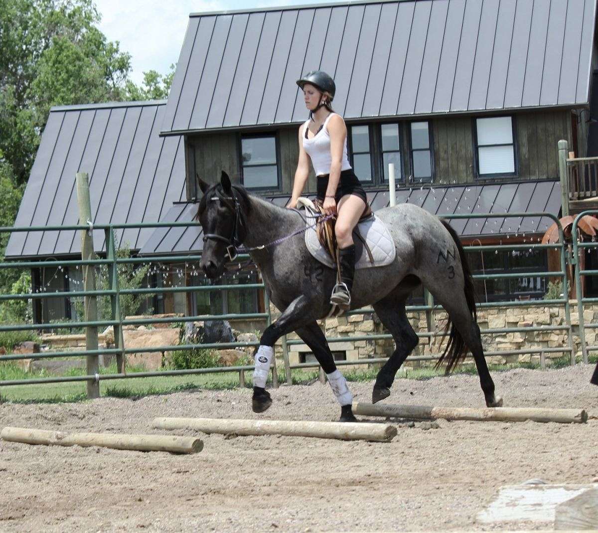 Classy is a Versatile 2023 Blue Roan QH Mare That is Ready for Anything!