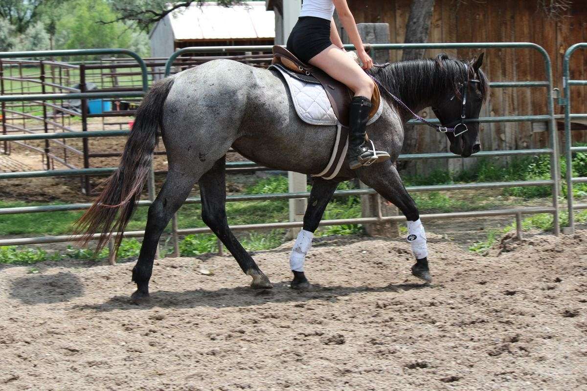 Classy is a Versatile 2023 Blue Roan QH Mare That is Ready for Anything!