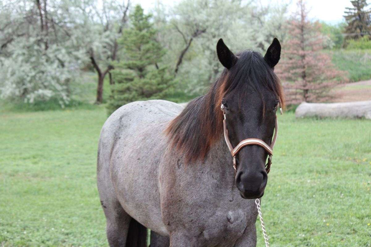 Classy is a Versatile 2023 Blue Roan QH Mare That is Ready for Anything!