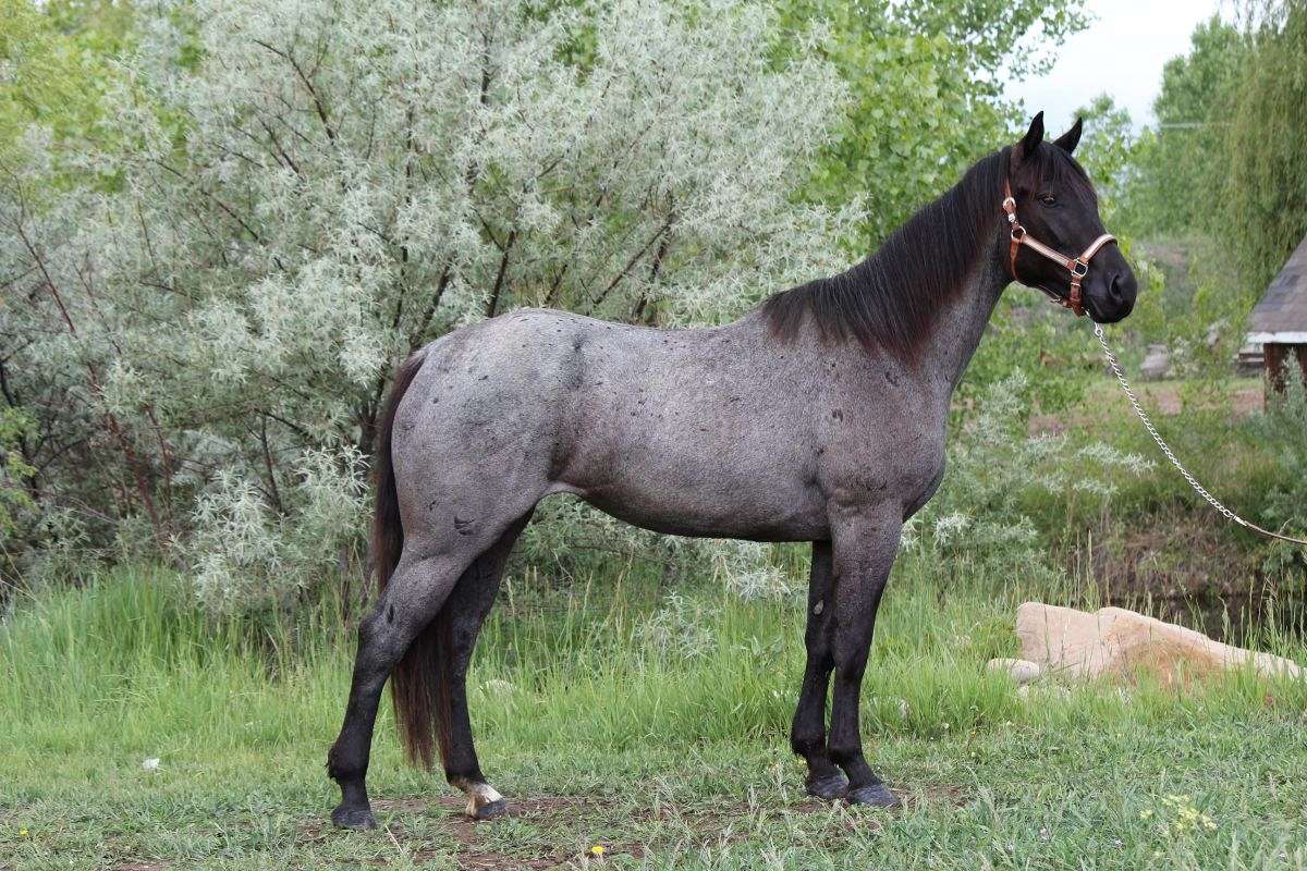 Classy is a Versatile 2023 Blue Roan QH Mare That is Ready for Anything!