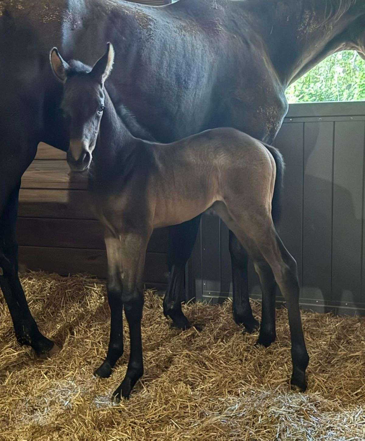 Comoribi Hsh - Buckskin Suckling Hanoverian Filly - Dream Horse!