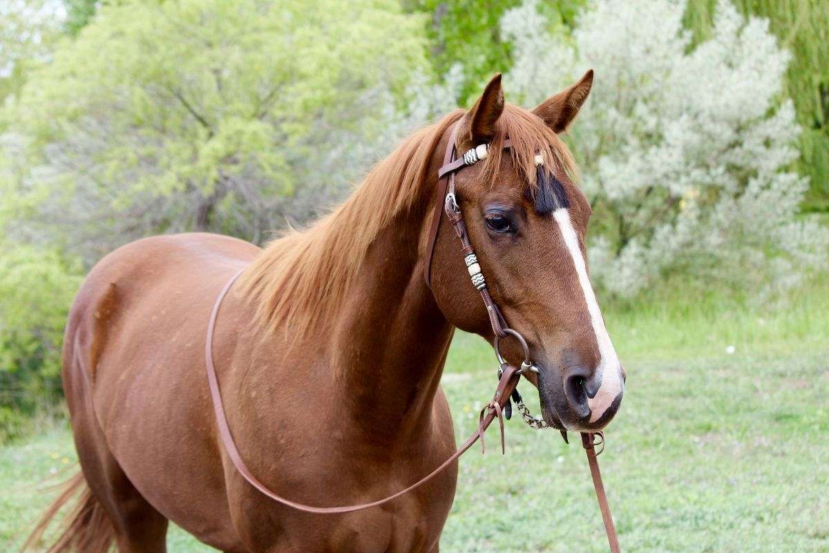 Touche is a One of a Kind 2023 Sorrel QH Mare With a Gentle Soul