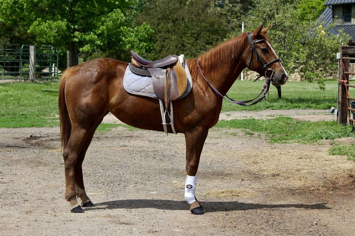 Touche is a One of a Kind 2023 Sorrel QH Mare With a Gentle Soul