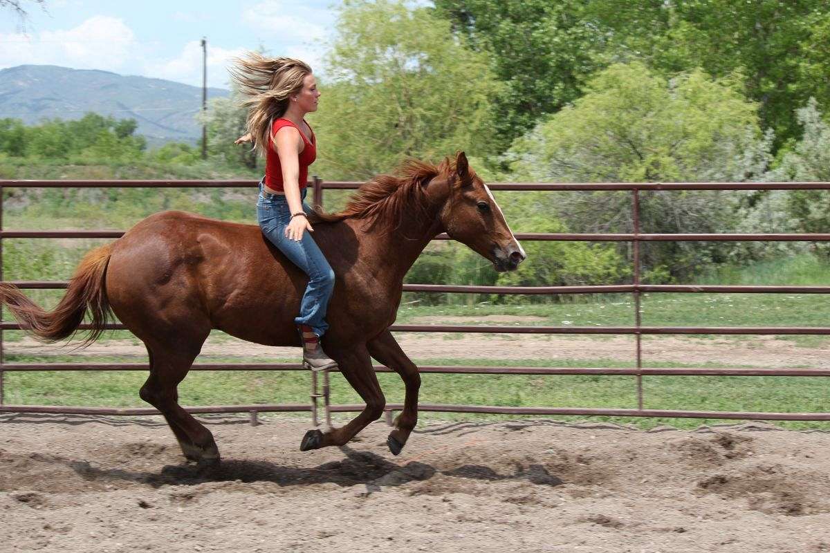 Touche is a One of a Kind 2023 Sorrel QH Mare With a Gentle Soul