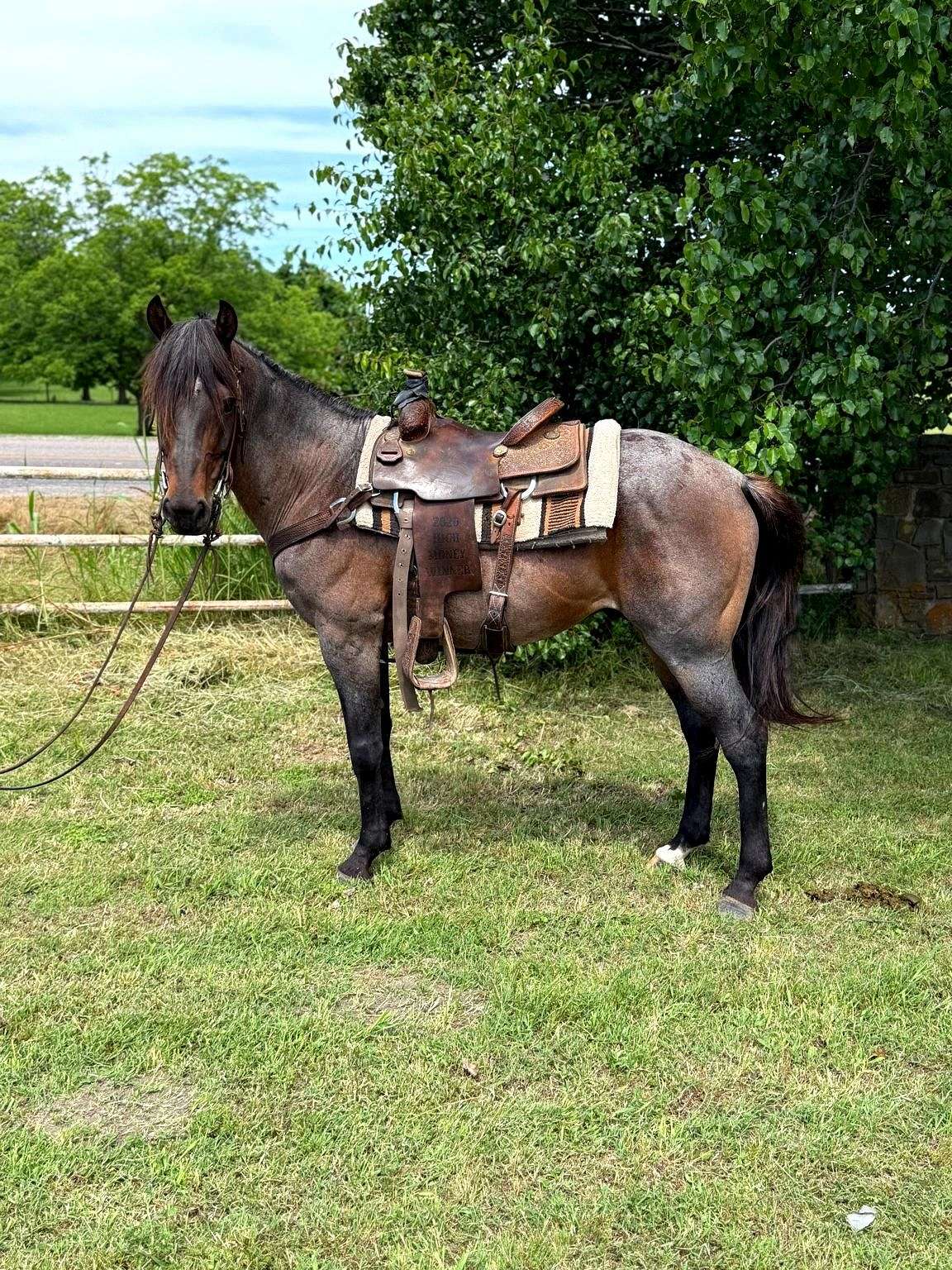 Alfalfa is a 6 Year Old QH Gelding With a Great Mind and Willing Attitude!