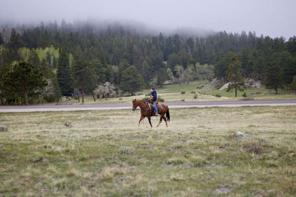 Elm is an Ultimate Trail Horse Deluxe for All Riders!