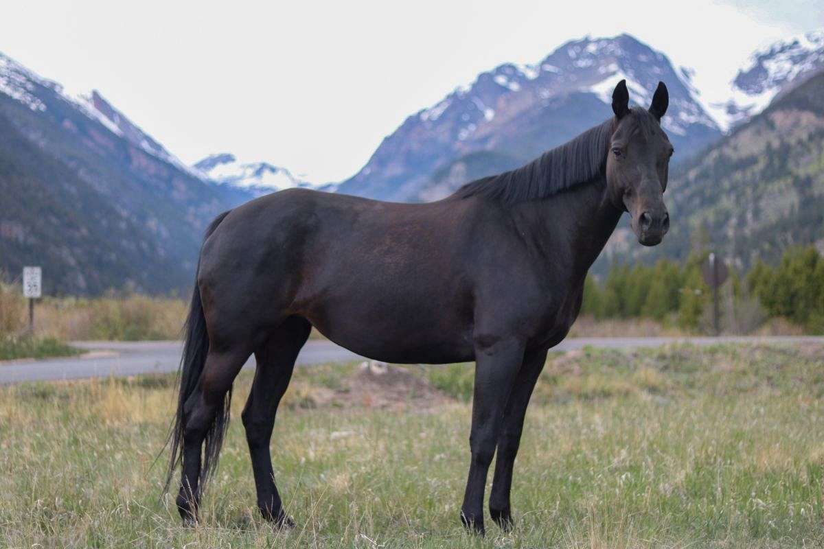 Violet is a Beautiful Black Dutch Warmblood Mare!
