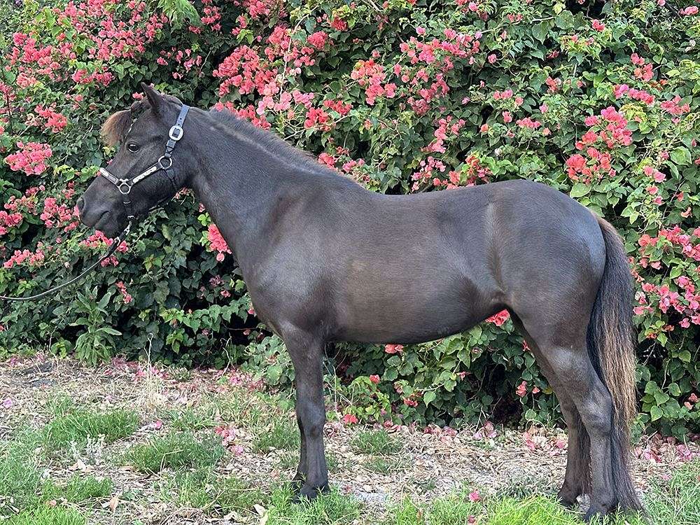 Beautiful Miniature Mare AMHR & AMHA Registered.