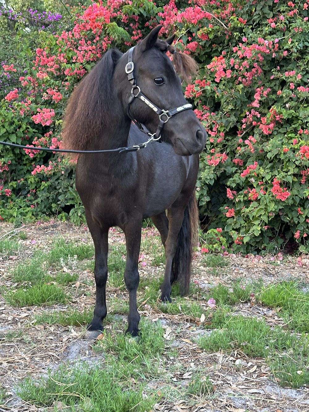 Beautiful Miniature Mare AMHR & AMHA Registered.