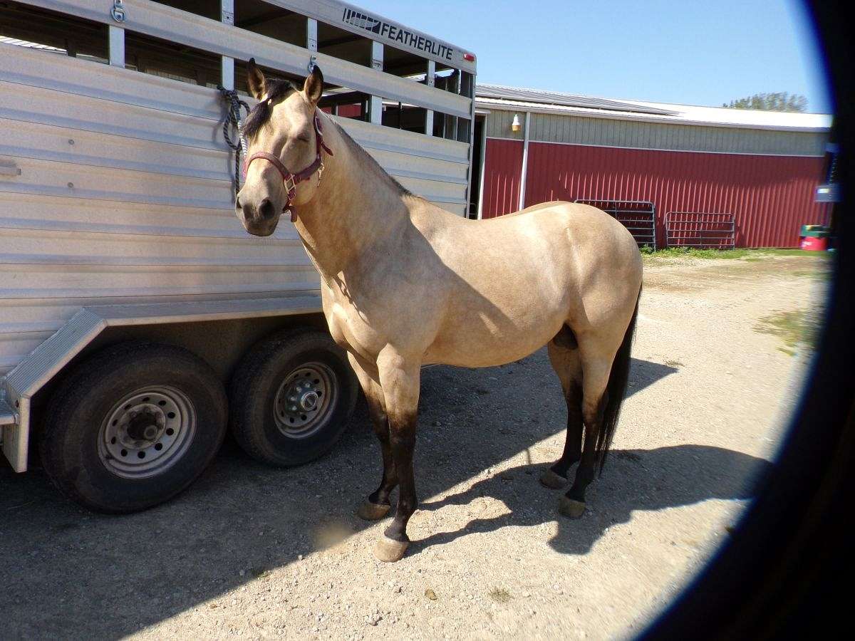 AQHA,APHC, Broodmares in Foal for 2026