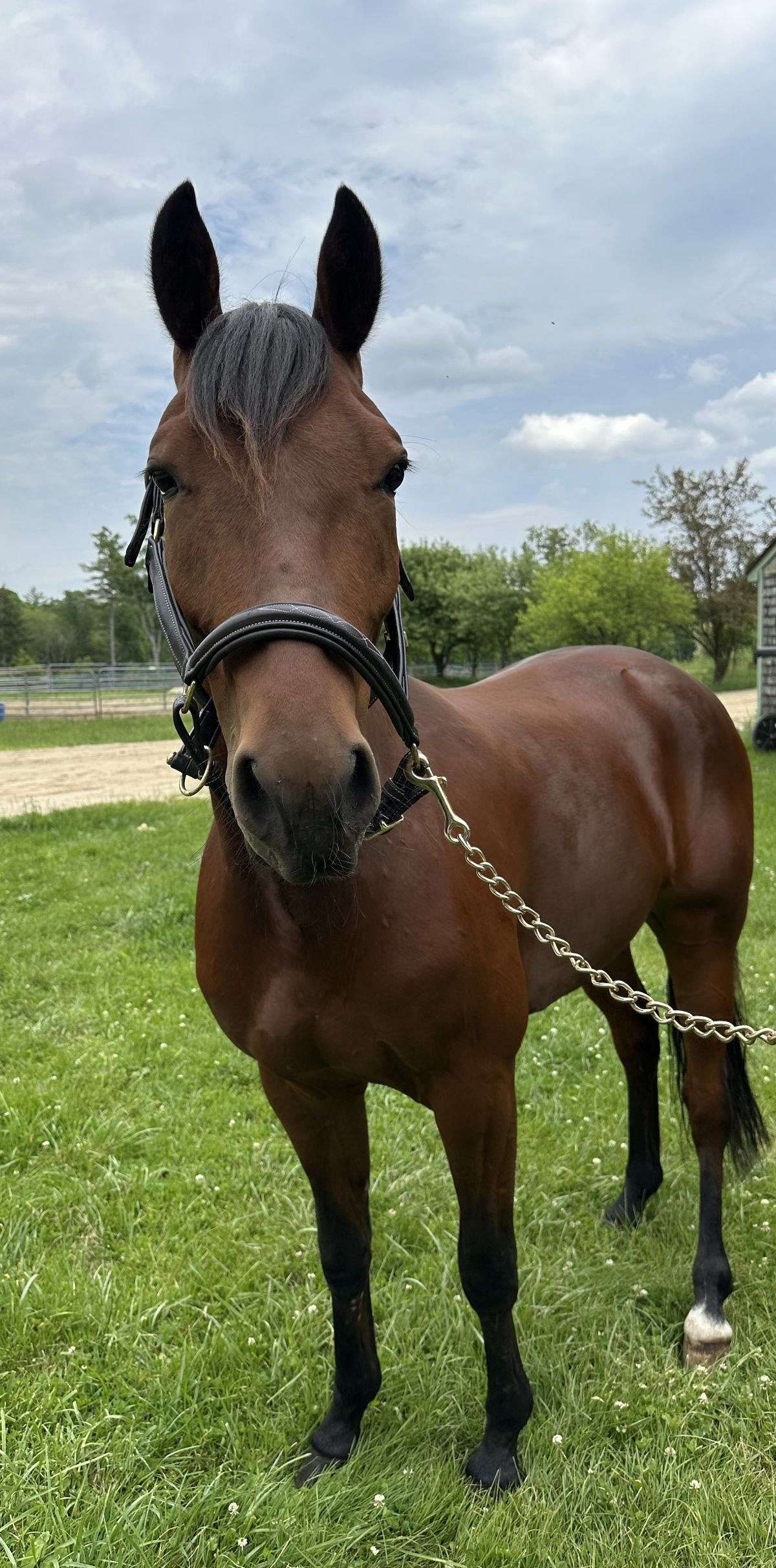 Standardbred 3 Year Old Gelding for Sale in Massachusetts