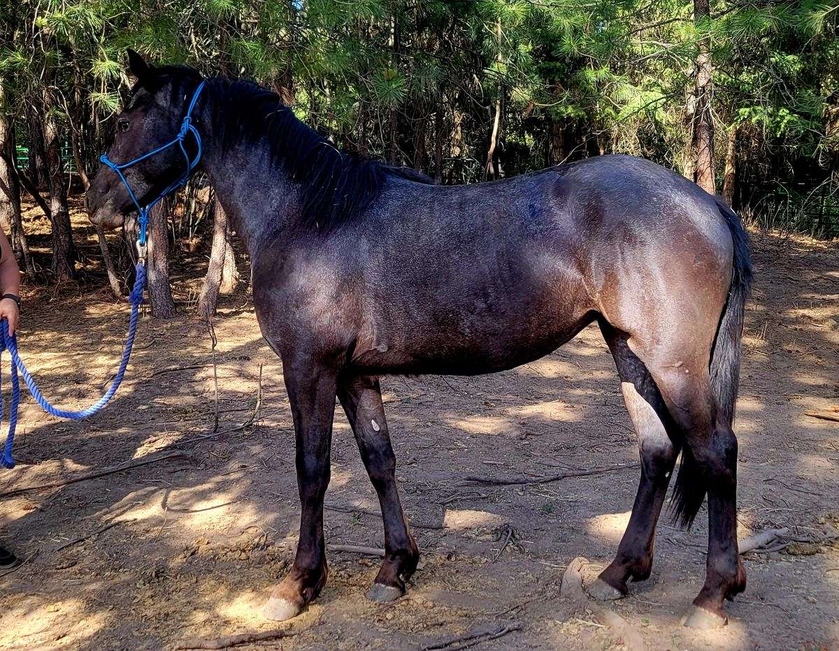 Roan Friesian Appaloosa Cross Filly