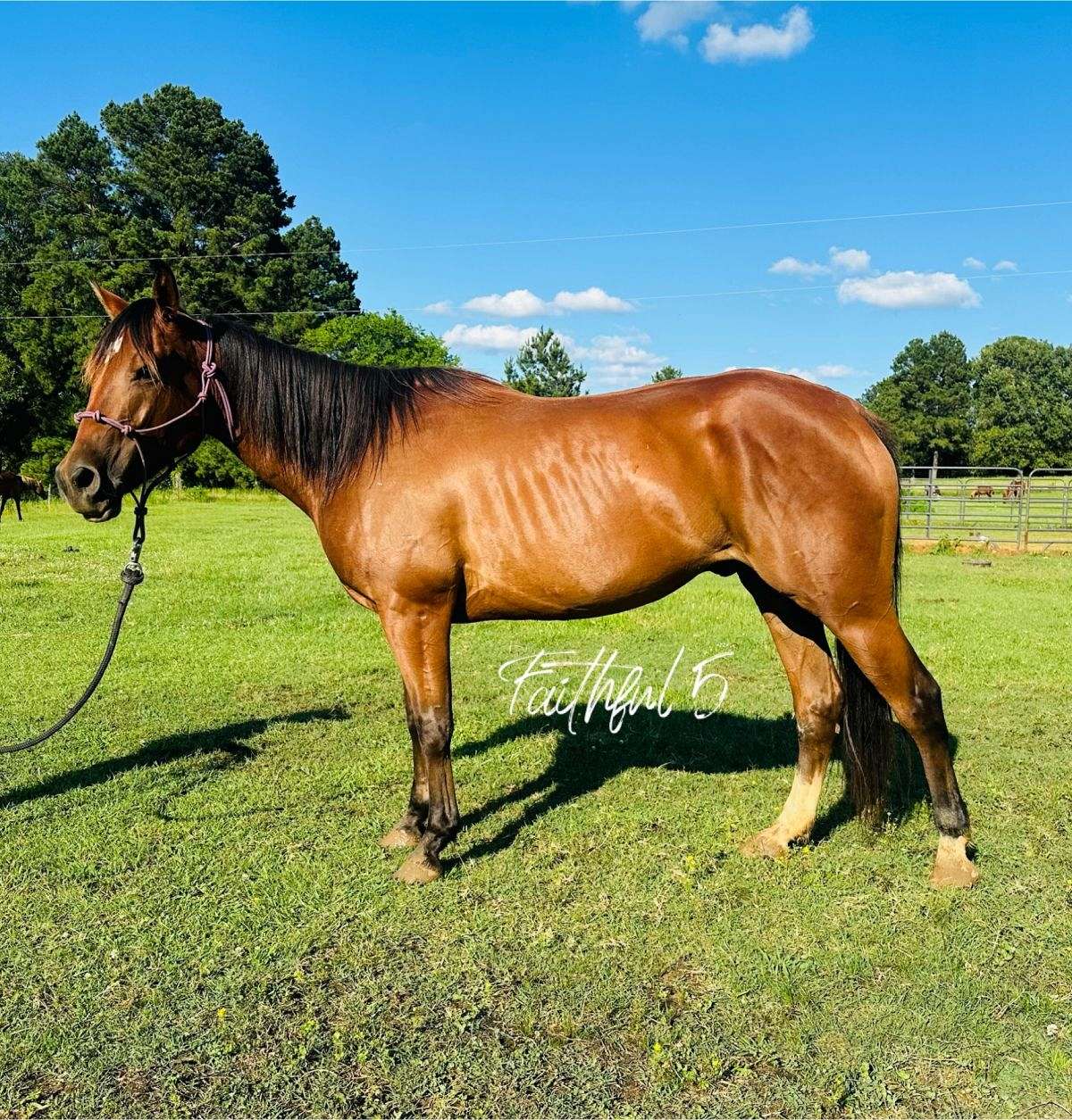 4 Year Old Bay Gelding "Lightly Started"