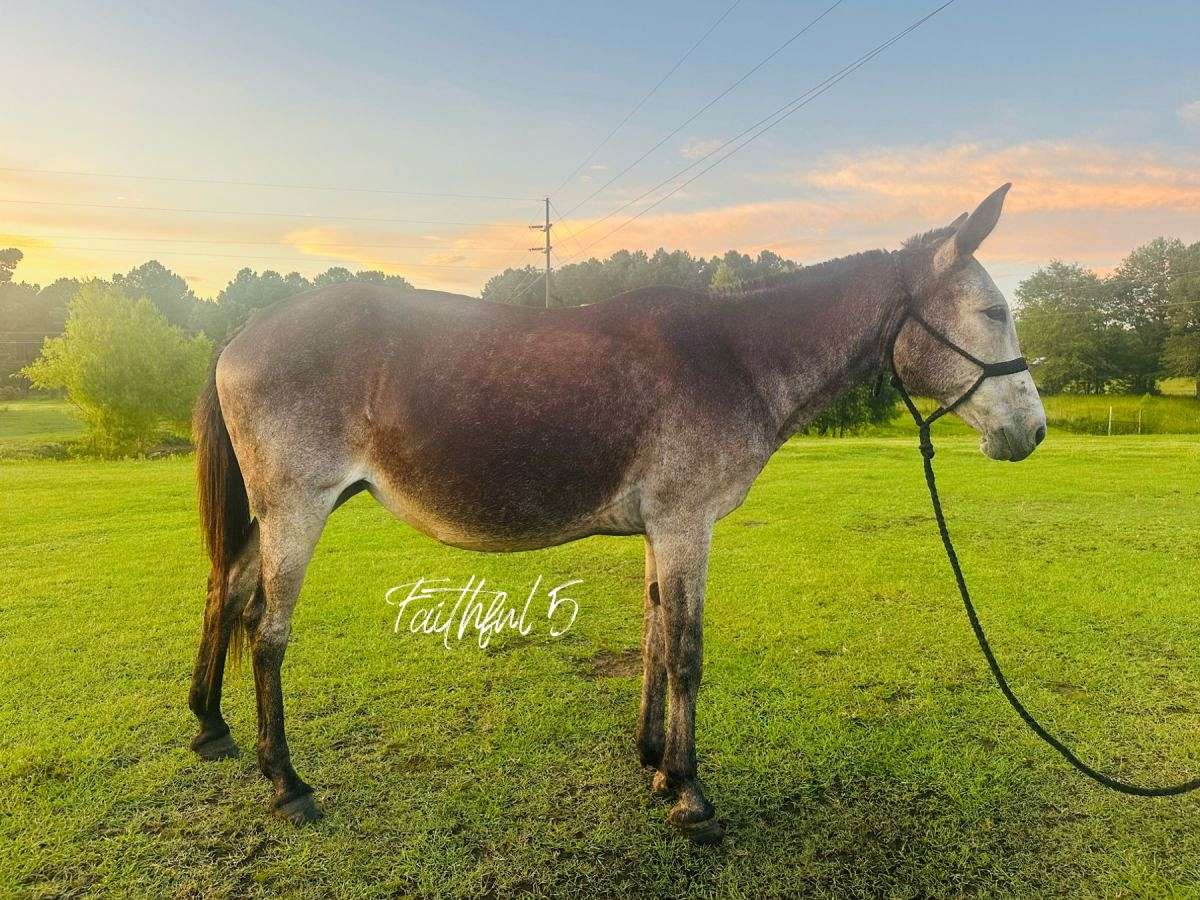 17 Year Old Molly Mule