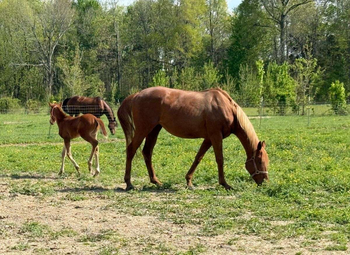 Quiet Pretty Kitty OTTB Mare
