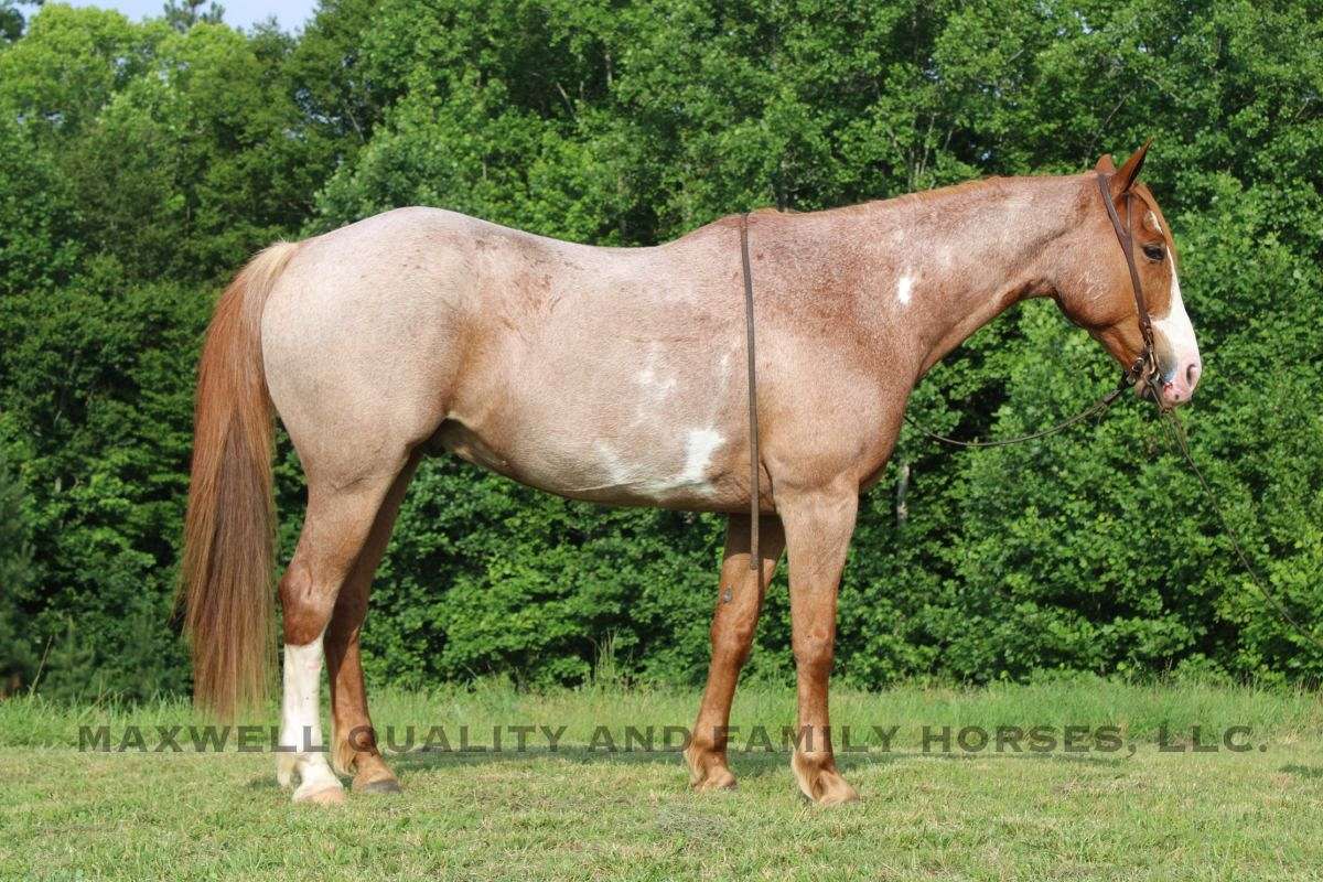 Montana Stunning Red Roan Gelding