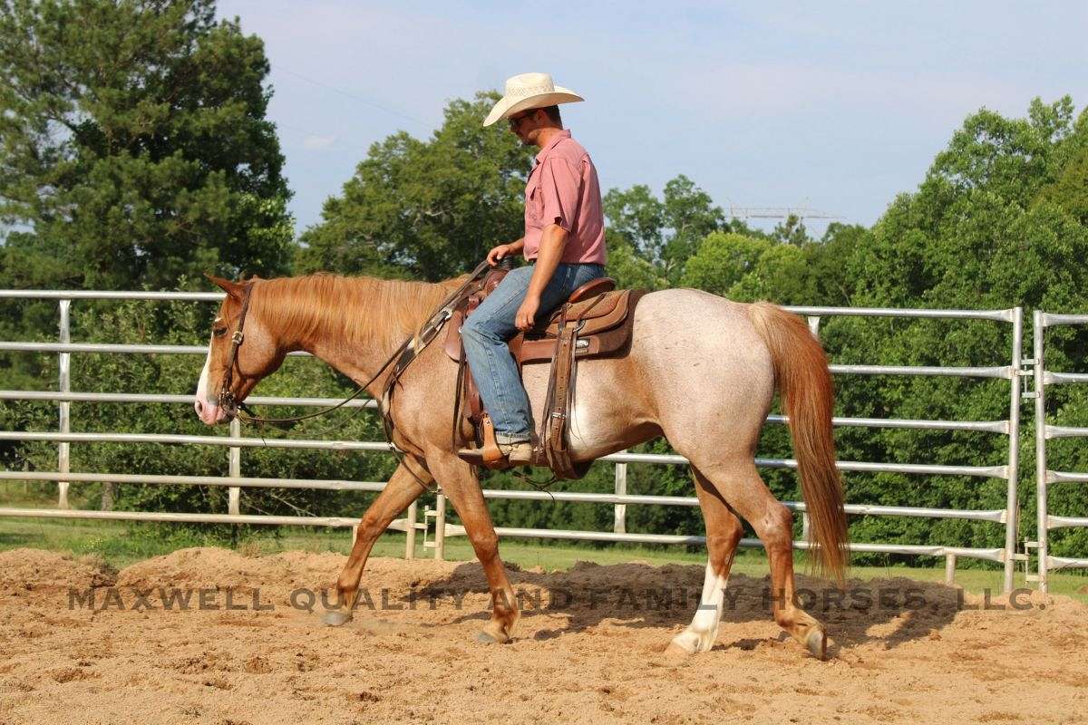Montana Stunning Red Roan Gelding