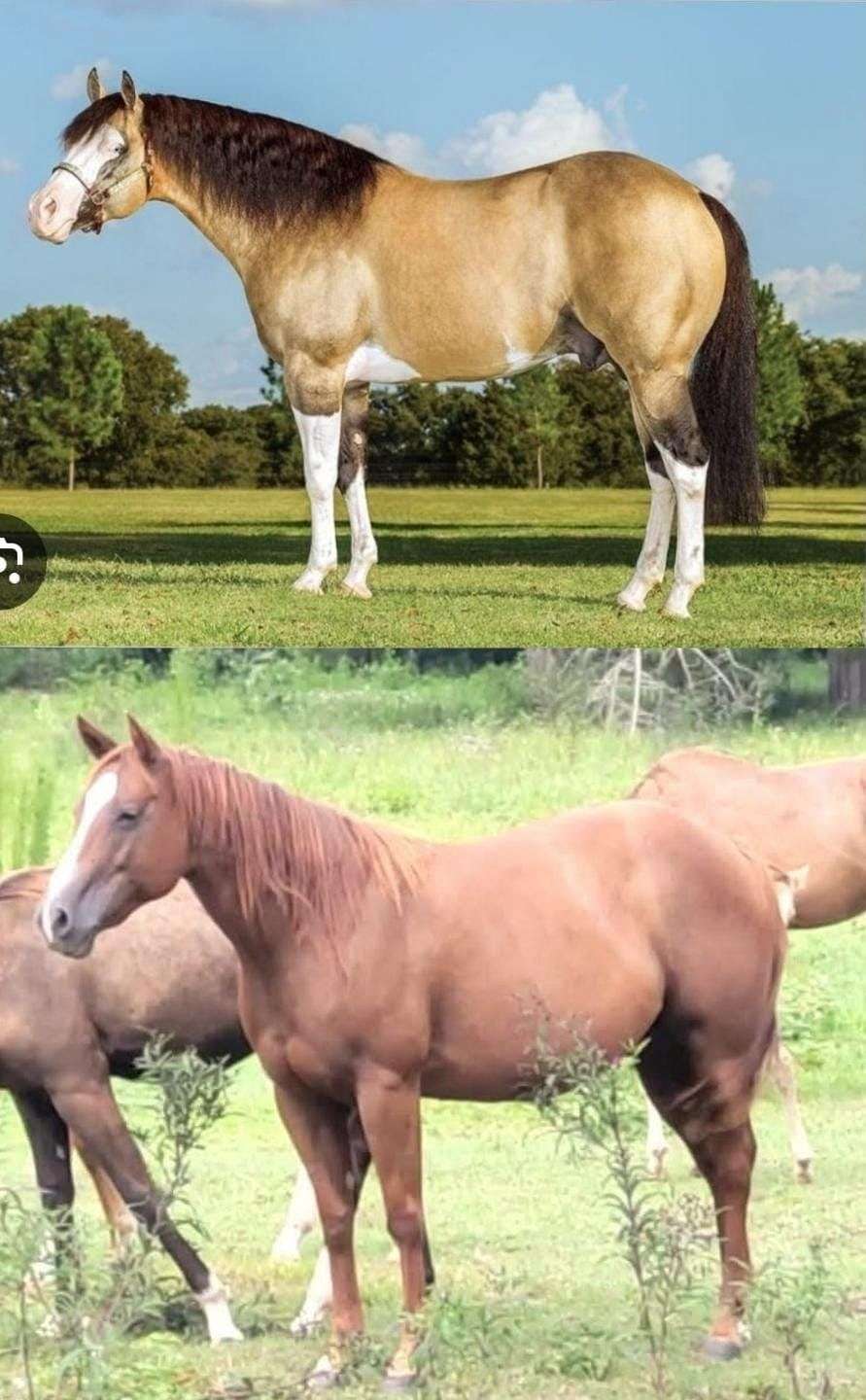 Colt, Stud, Stallion, Quarter Horse, Gunner Dun It Again