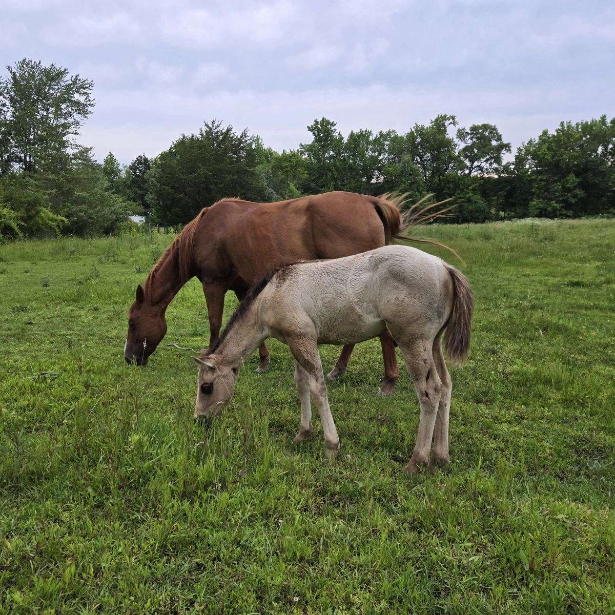 Colt, Stud, Stallion, Quarter Horse, Gunner Dun It Again