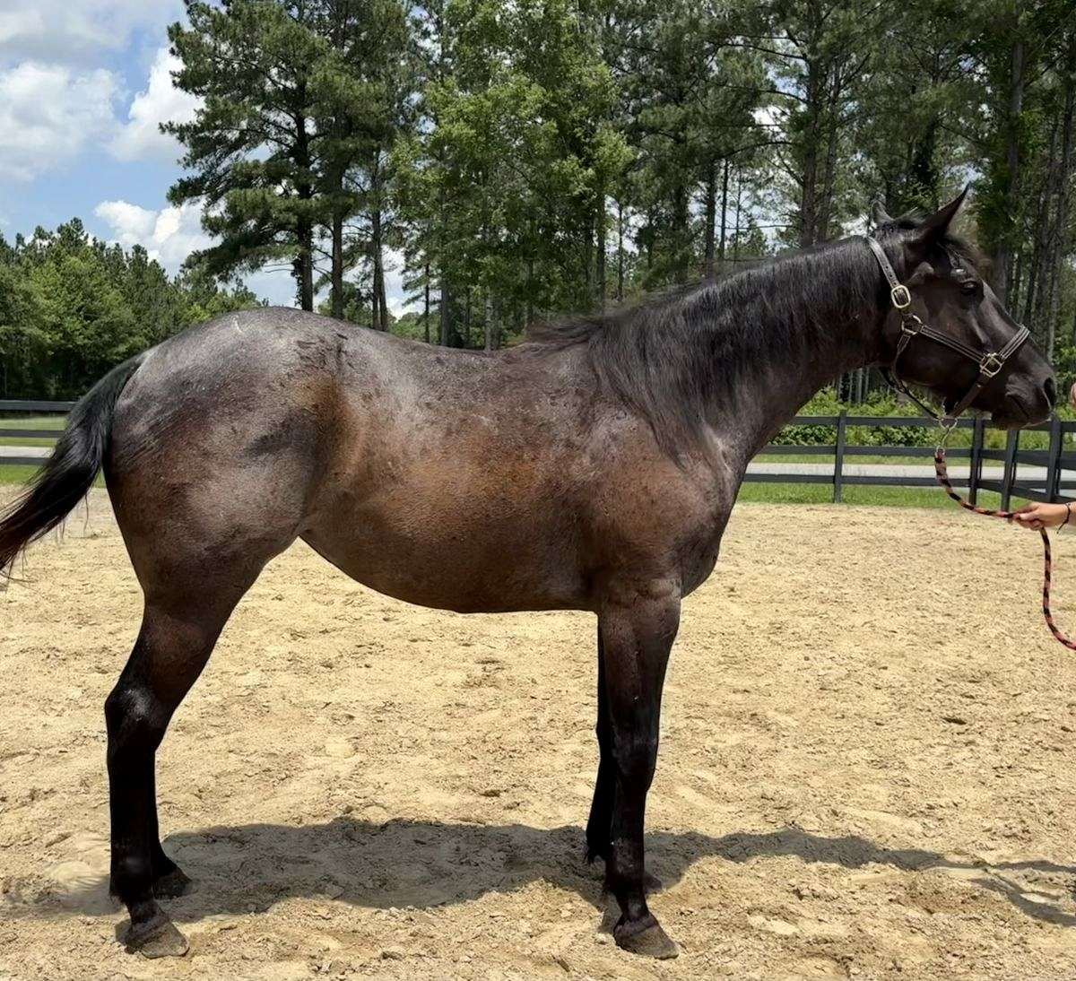 Blue Roan Percheron QH